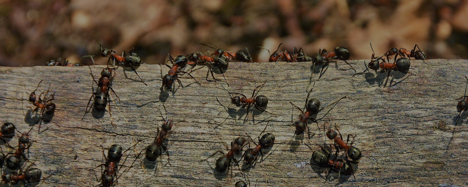 Amco Pest Control Markham